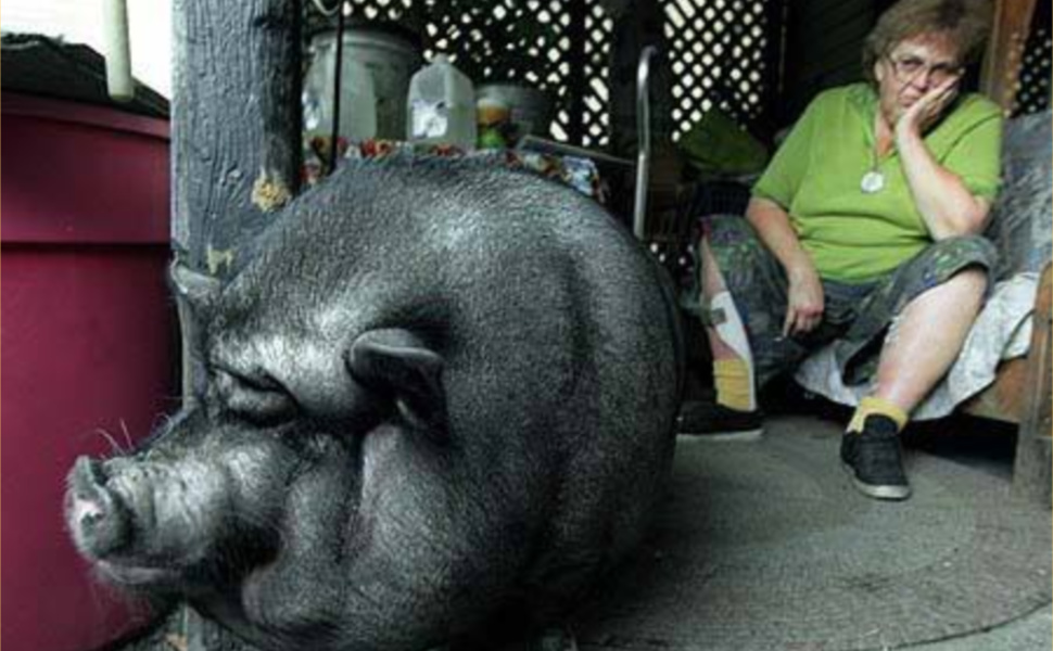 Five amazing animals said to have saved their humans' lives - Living Vegan