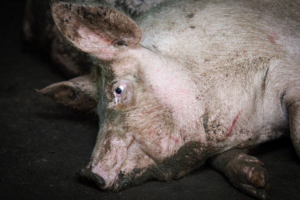 Slaughterhouse worker jailed for horrifying acts of animal cruelty ...